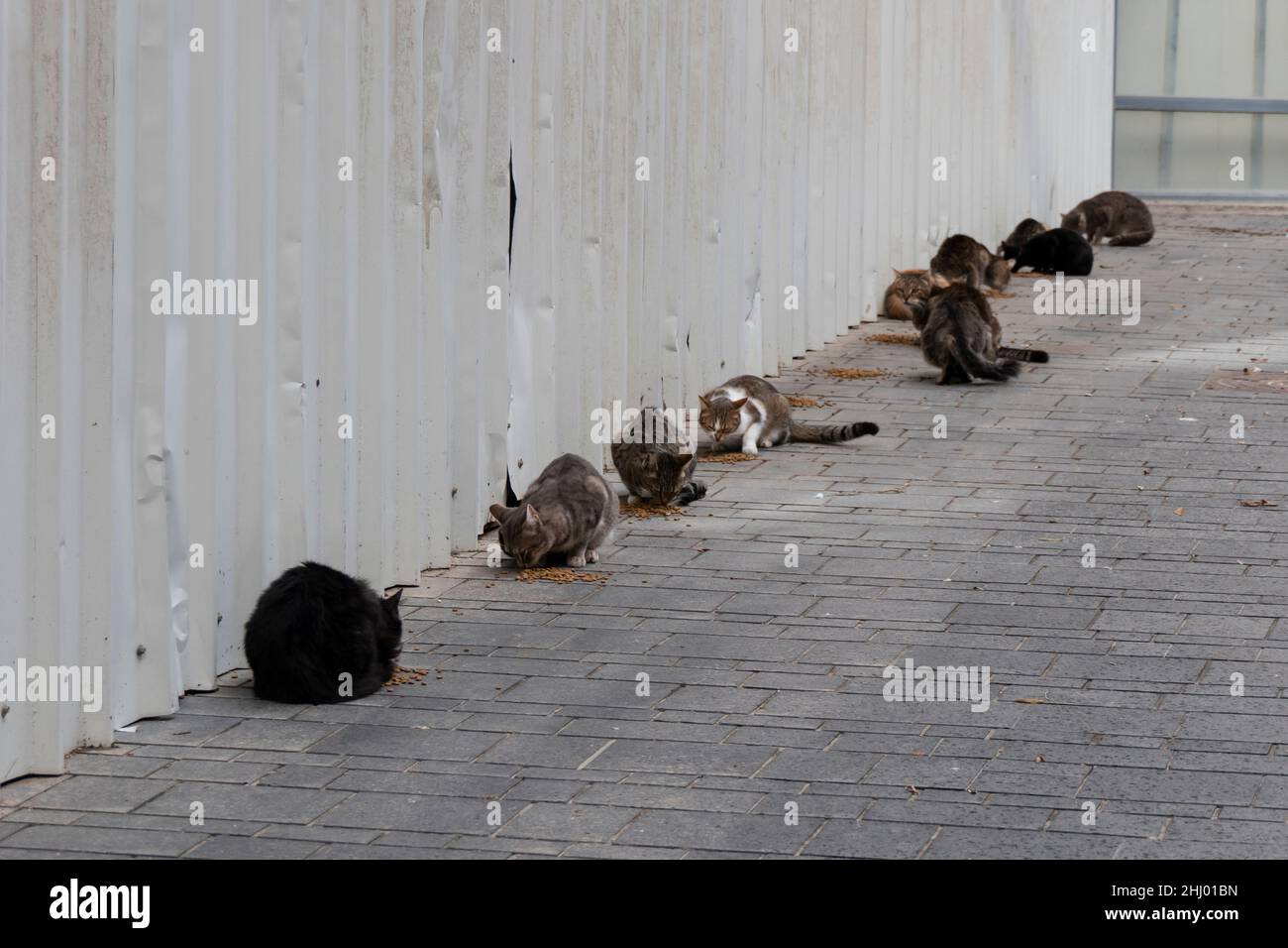 Group of stray cats hi-res stock photography and images - Alamy