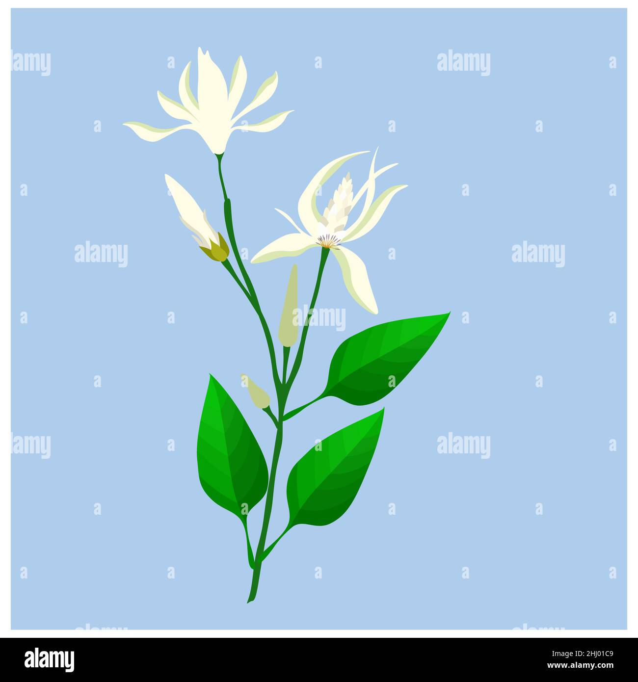 Beautiful Flower, Illustration of White Michelia Alba or White Champaca ...
