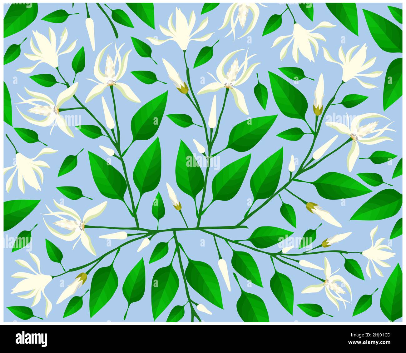 Beautiful Flower, Illustration Background of White Michelia Alba or ...