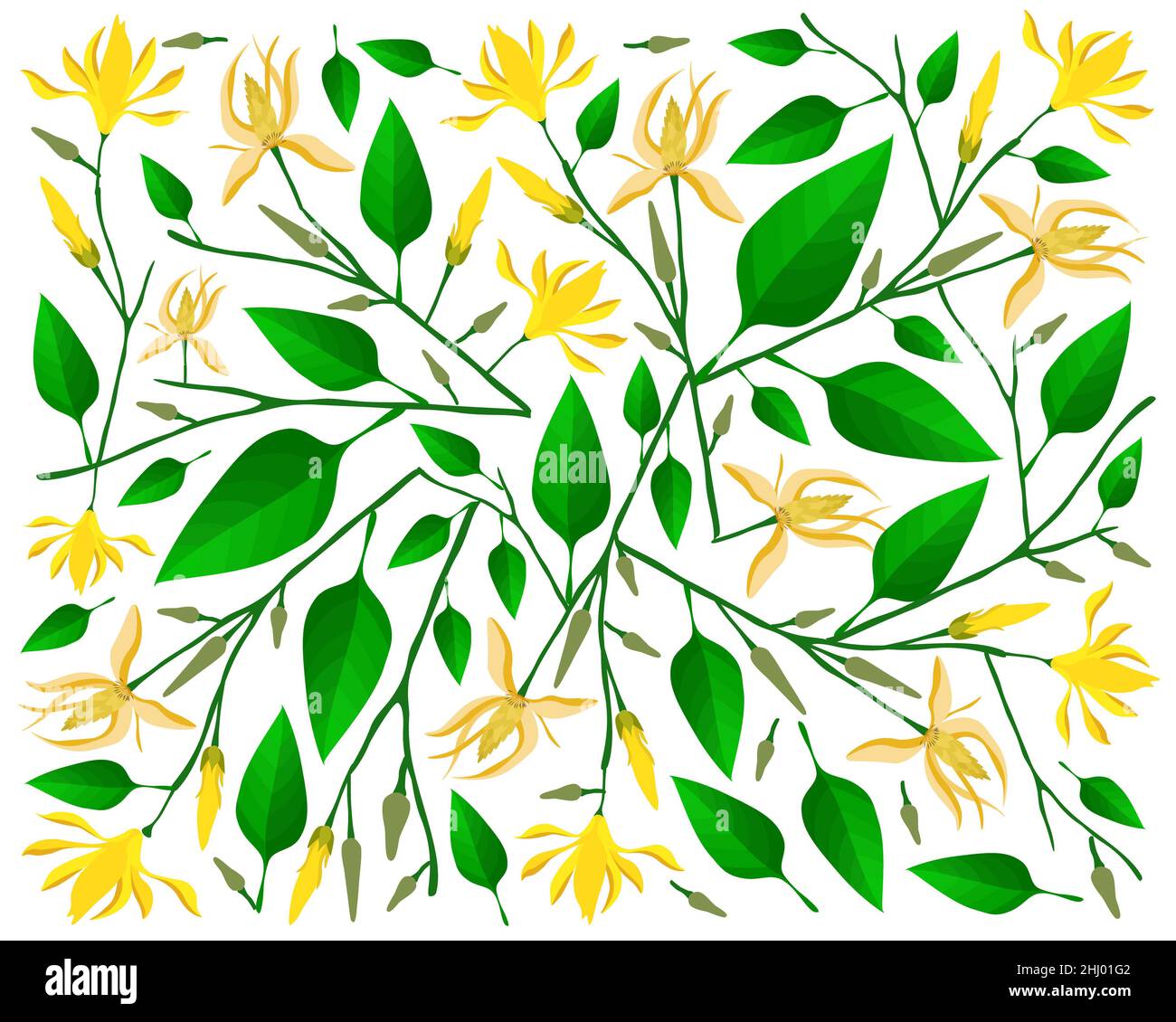 Golden champak tree hi-res stock photography and images - Alamy