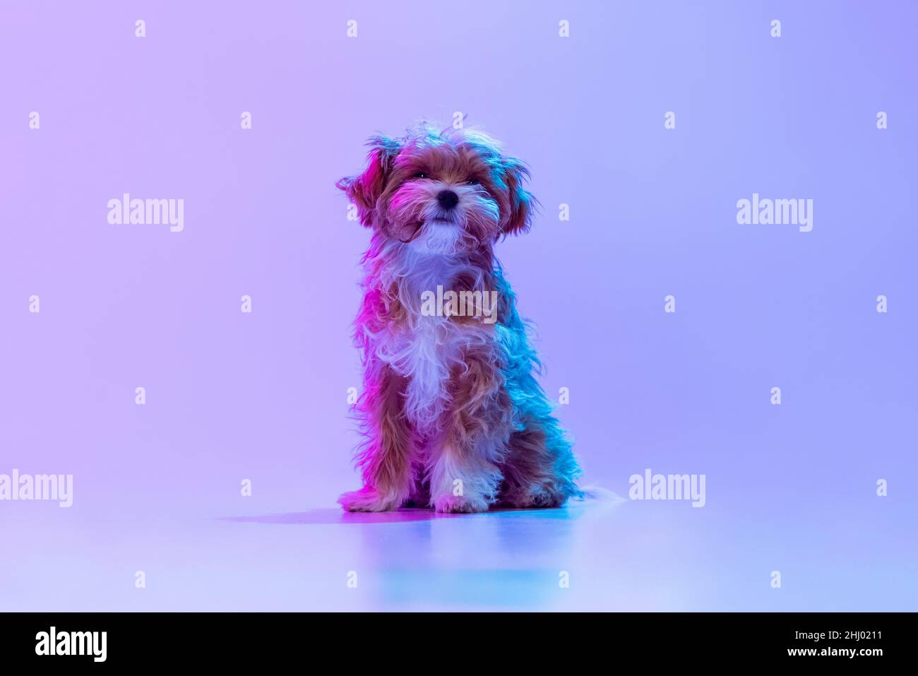 Beautiful dog, maltipoo golden color posing isolated over purple ...