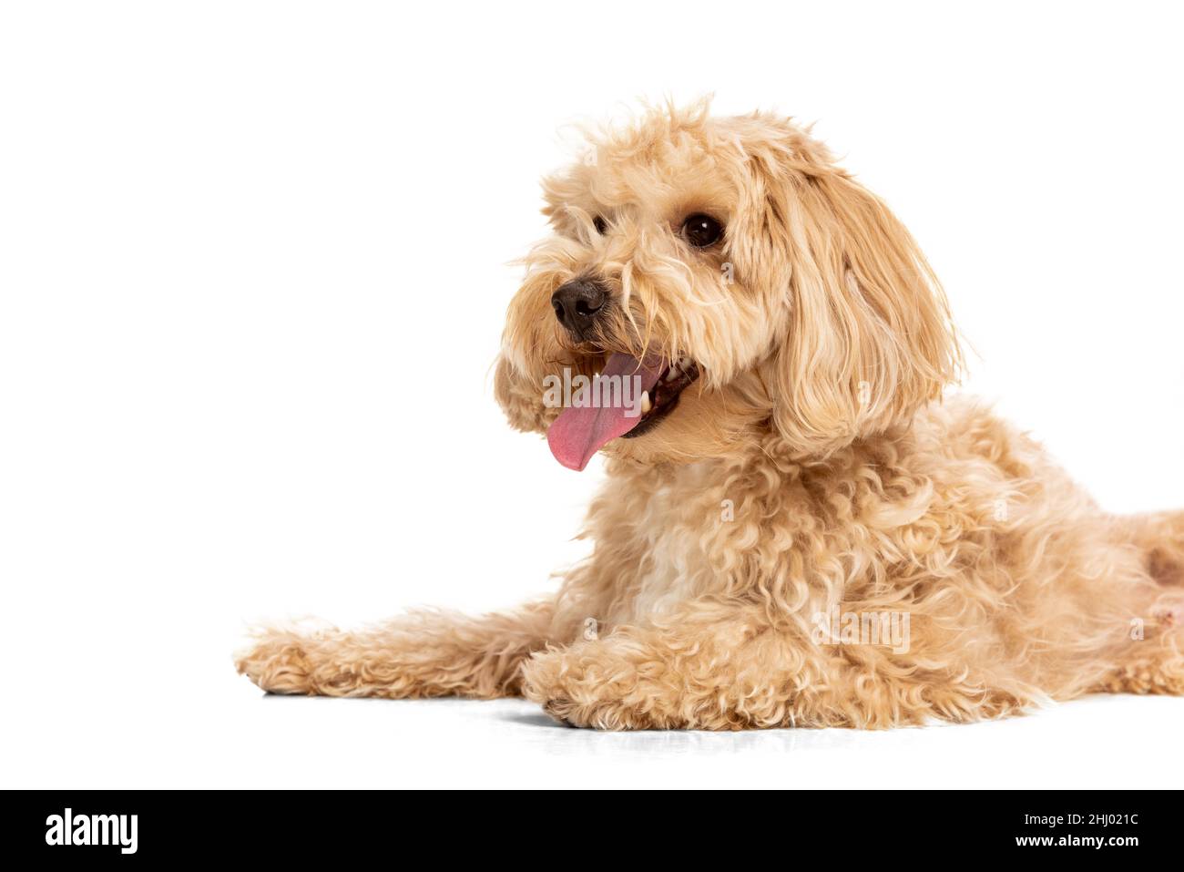 Closeup beautiful dog, maltipoo golden color posing isolated over white ...