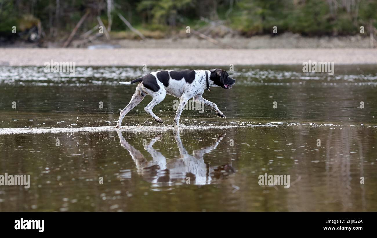 Dog english pointer walking at the lake , reflecting in the water Stock ...