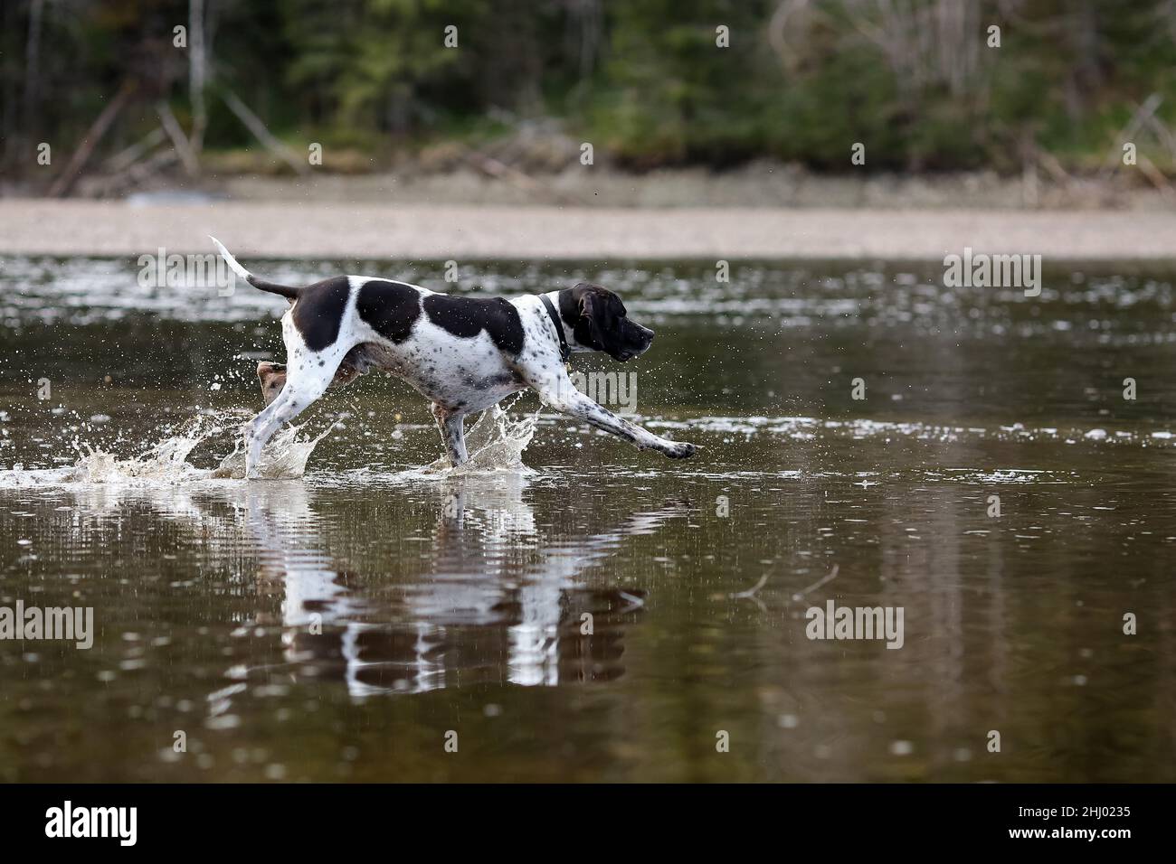 Dog english pointer walking at the lake , reflecting in the water Stock ...