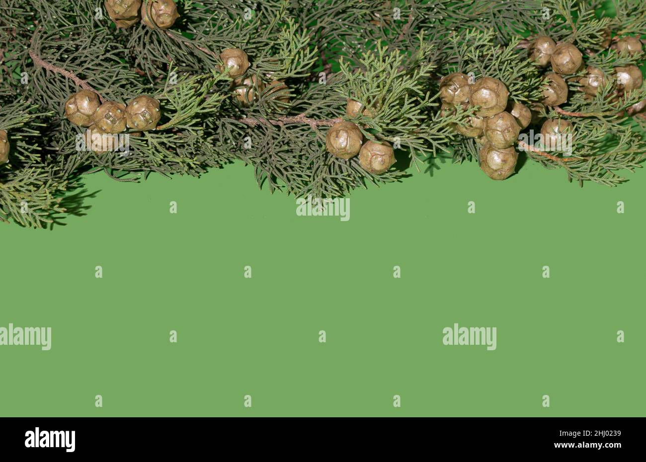 Creative arrangement on green hi-res stock photography and images - Alamy