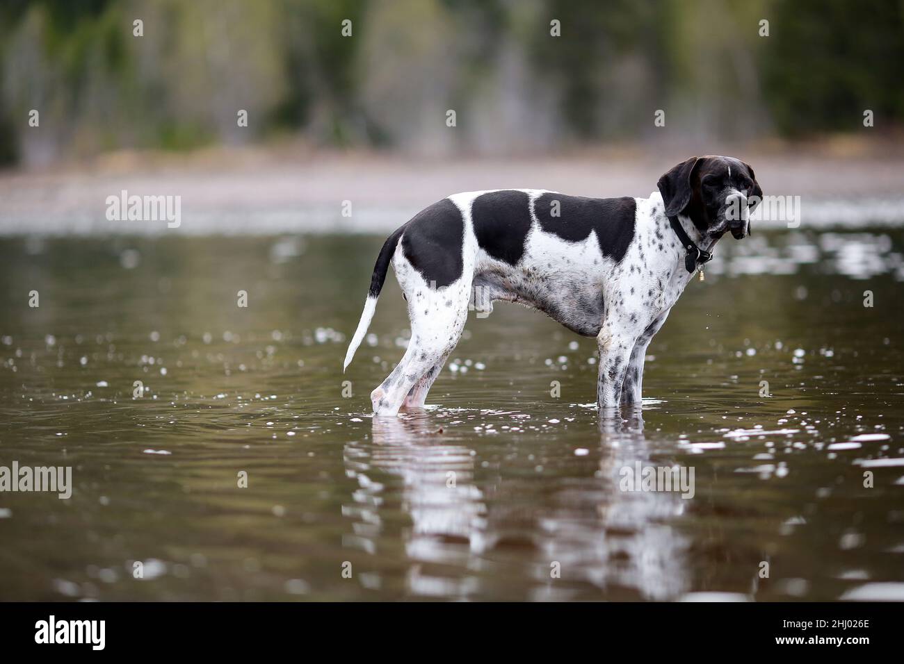 Dog english pointer walking at the lake , reflecting in the water Stock ...