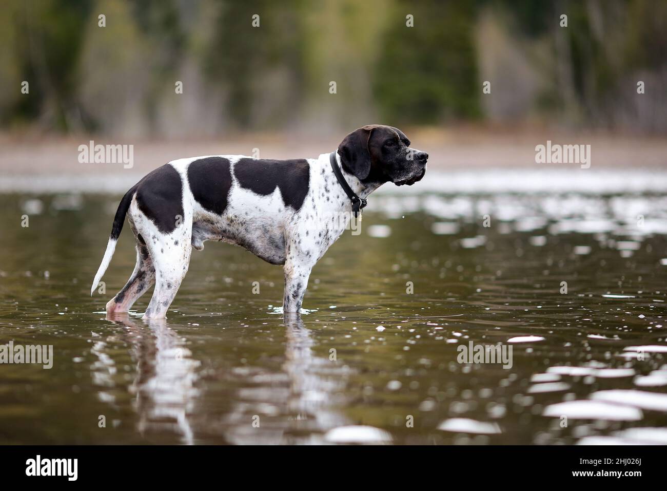 Dog english pointer walking at the lake , reflecting in the water Stock ...
