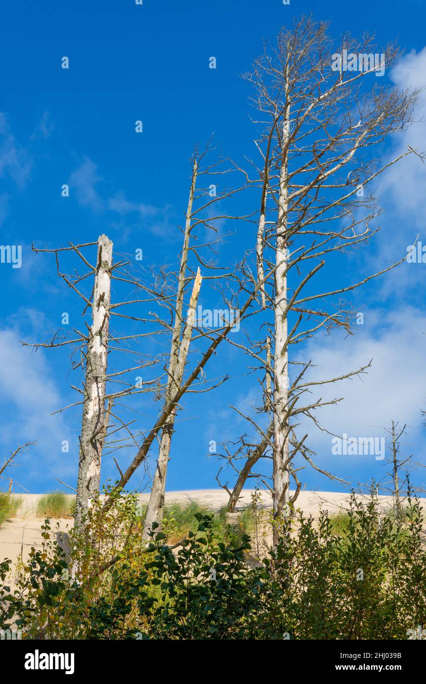 Withered tree hi-res stock photography and images - Alamy