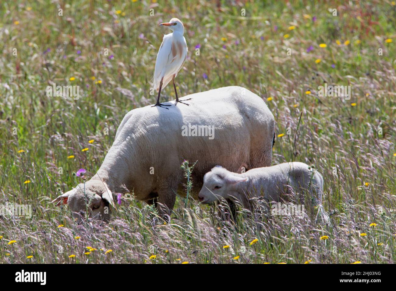 Back of sheep hi-res stock photography and images - Alamy