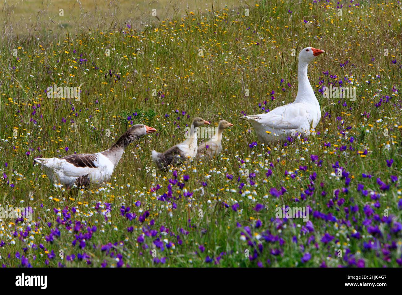 Male and female geese hi-res stock photography and images - Alamy