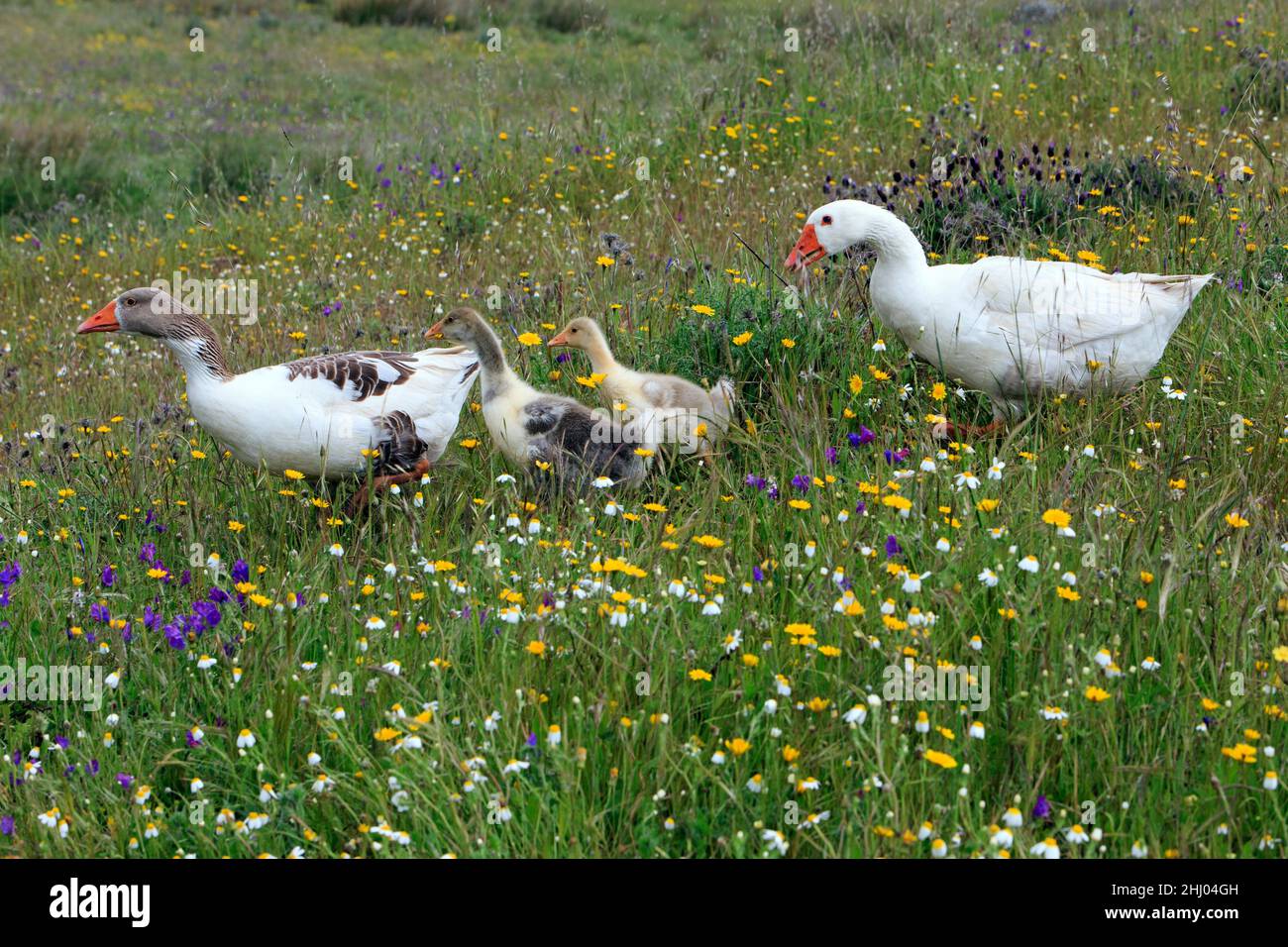 Male female geese hi-res stock photography and images - Alamy
