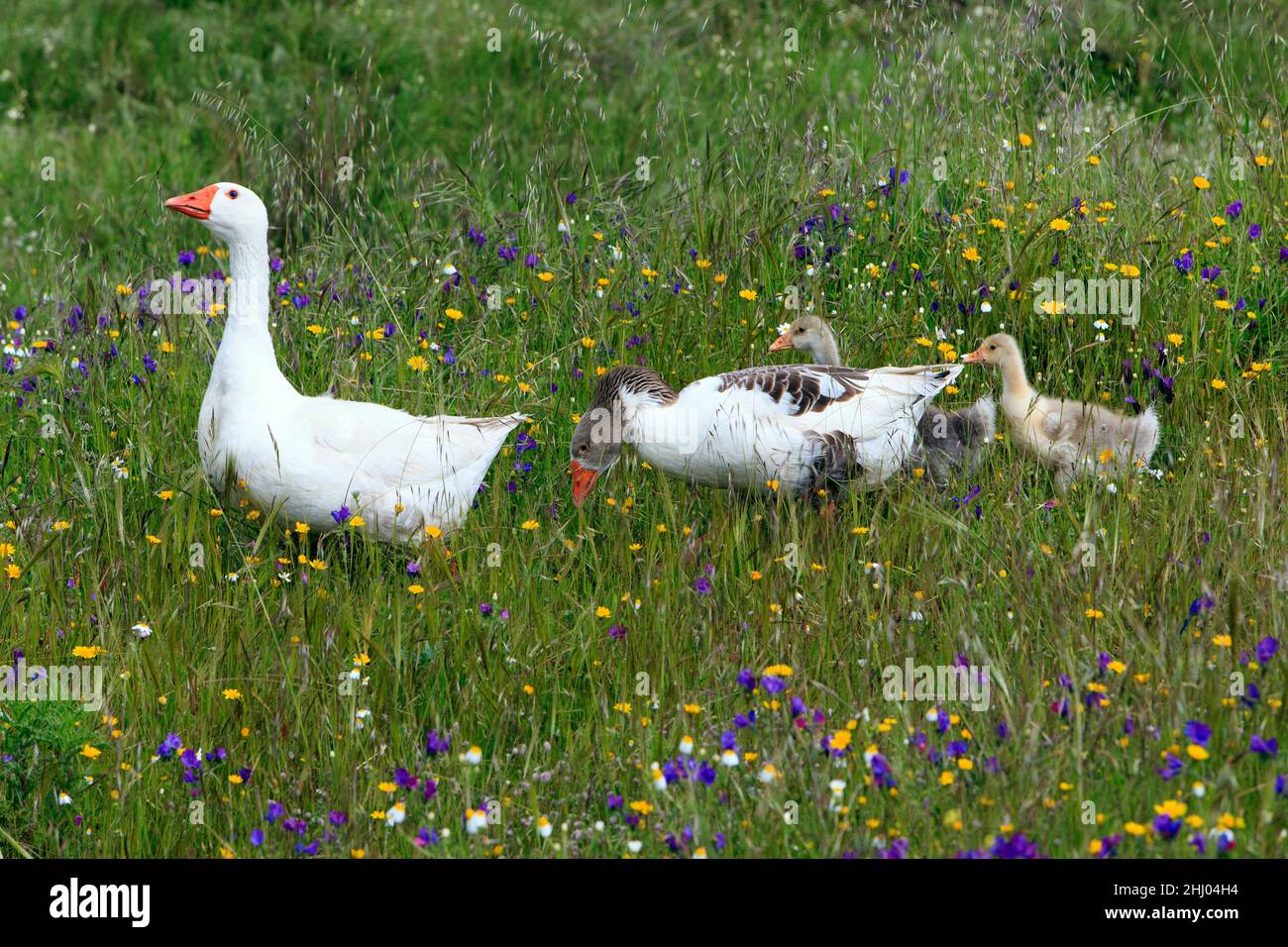 Male female geese hi-res stock photography and images - Alamy