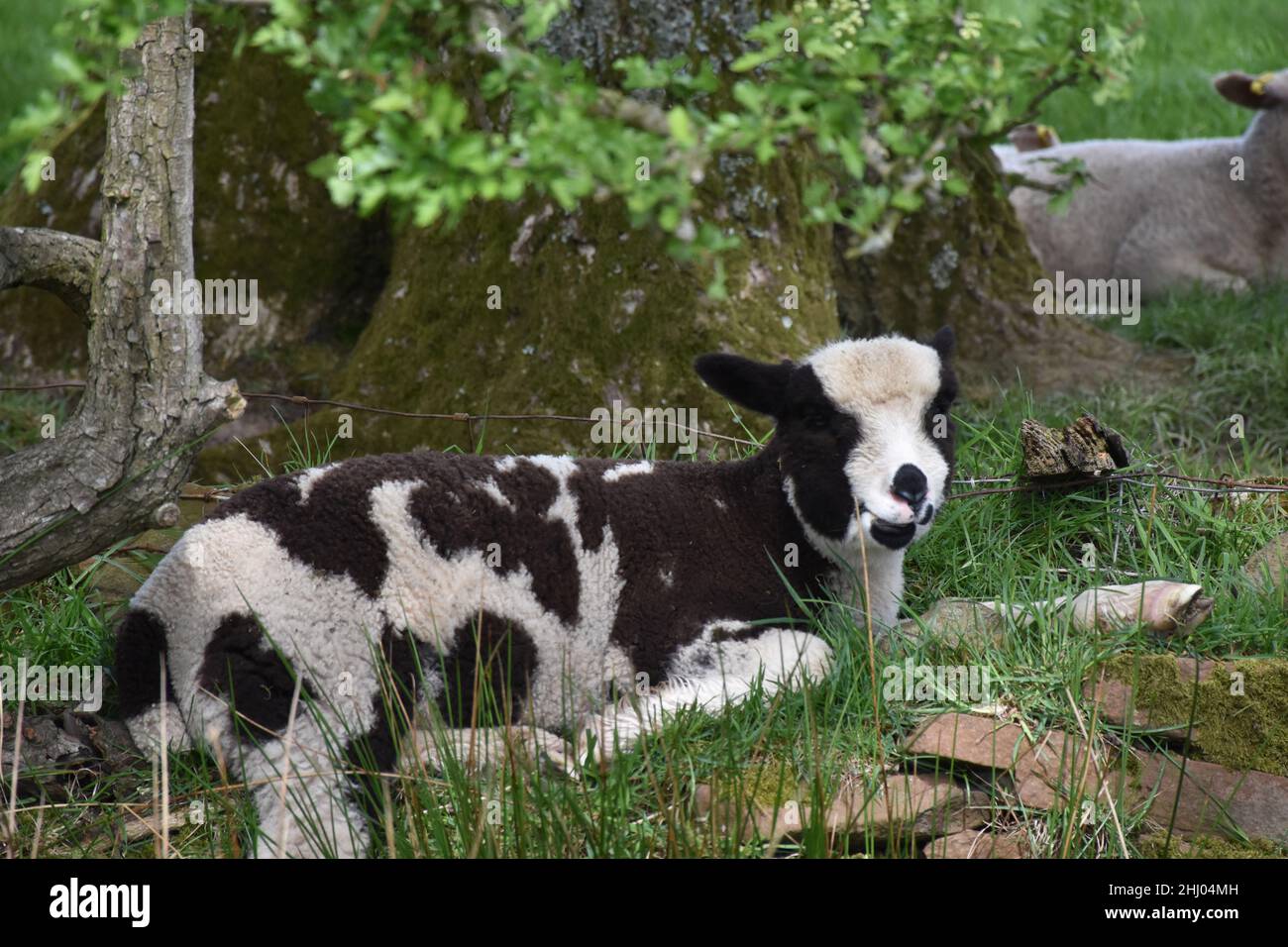 Sweet look into the face of a spotted lamb laying down on a farm Stock ...