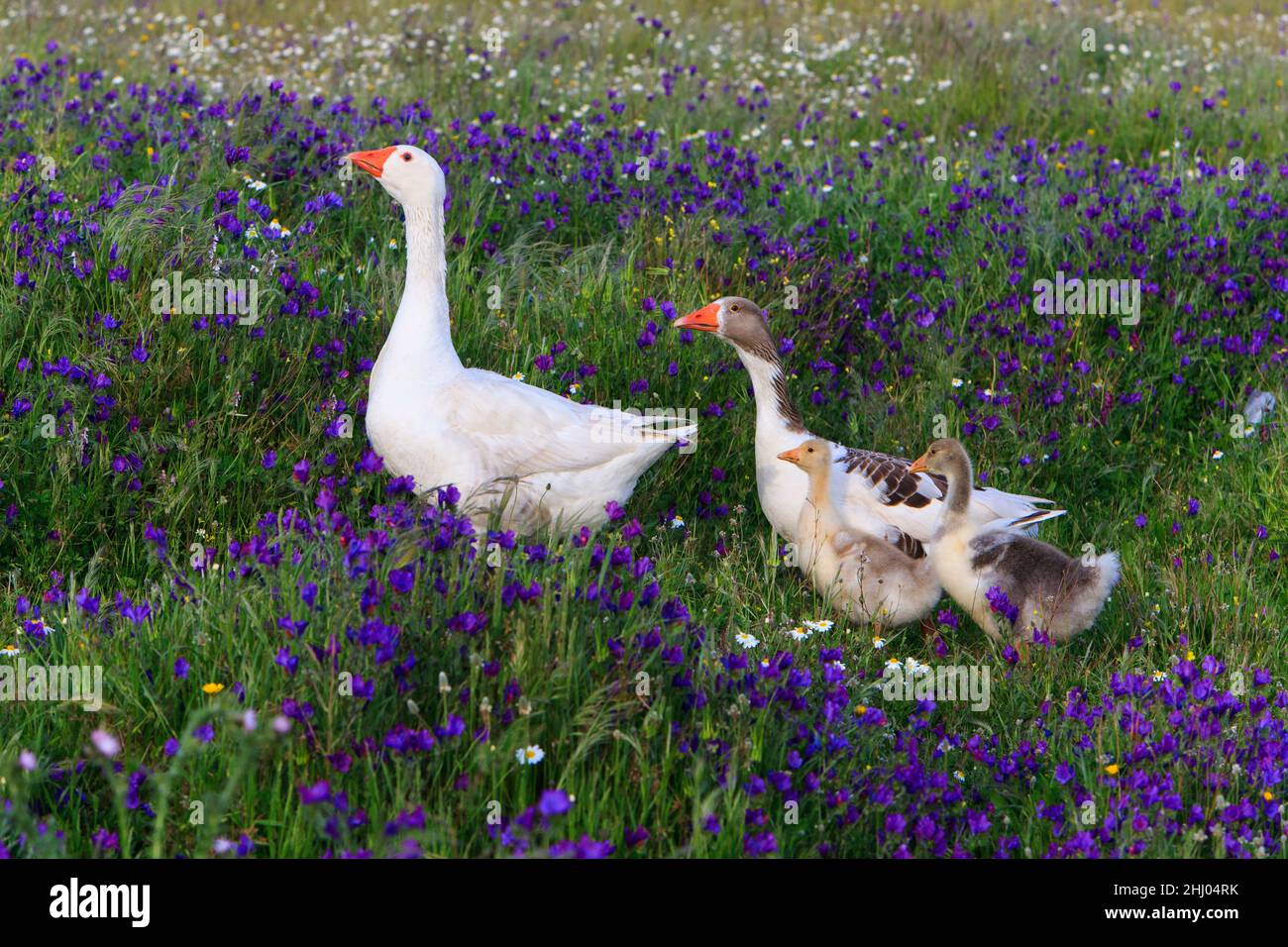 Male female geese hi-res stock photography and images - Alamy