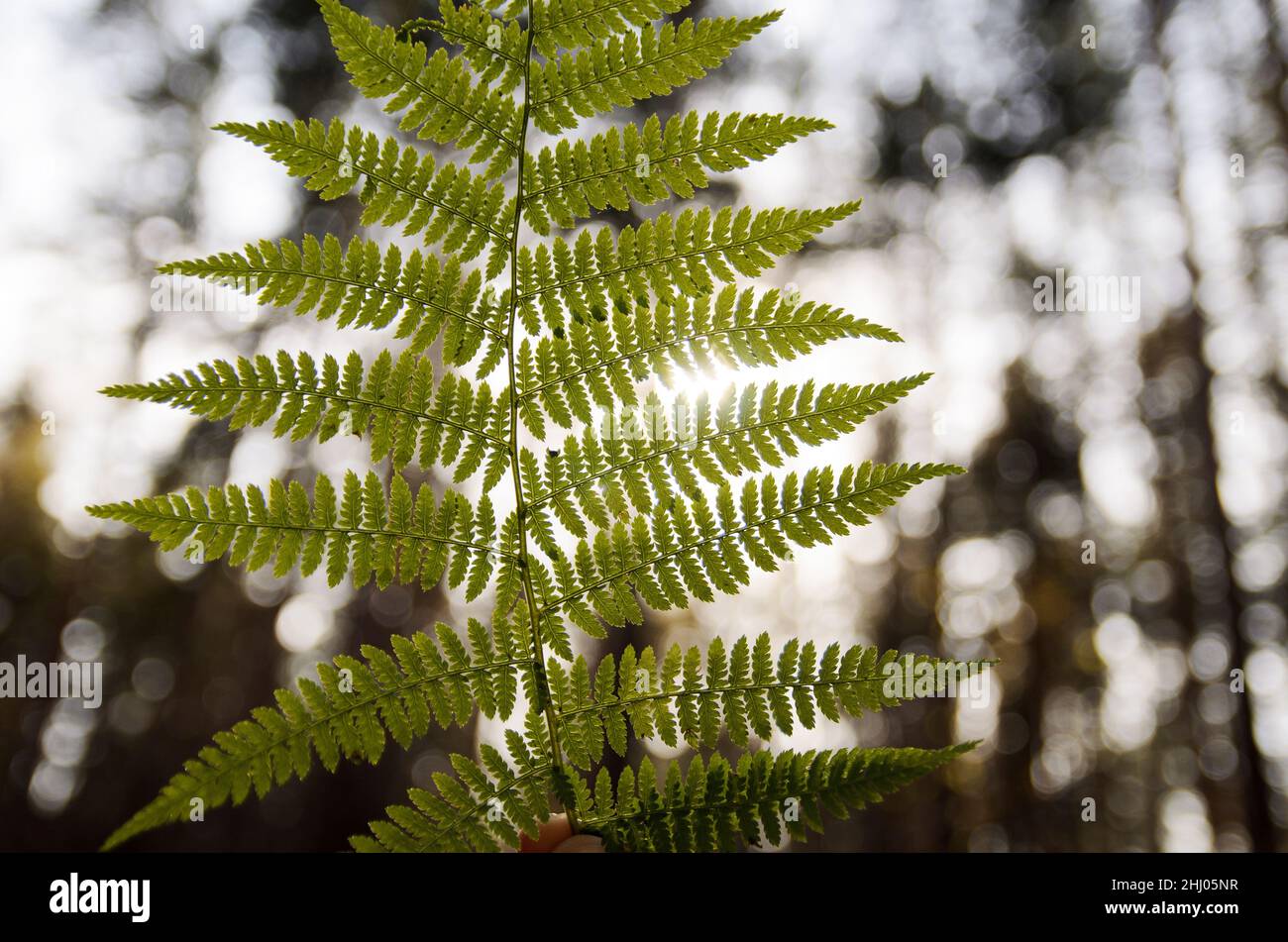 Green fern in sun hi-res stock photography and images - Alamy