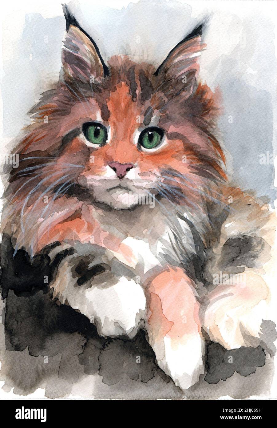 Watercolor: redheaded long haired maine coon. Beatiful, fluffy and cute. Watercolor portrait of ...