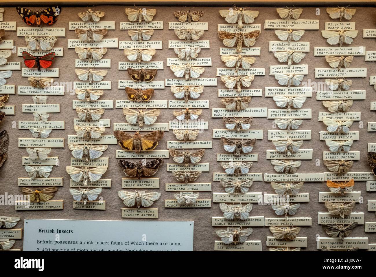 Brighton, January 19th 2022: Display of butterflies at Brighton's Booth ...