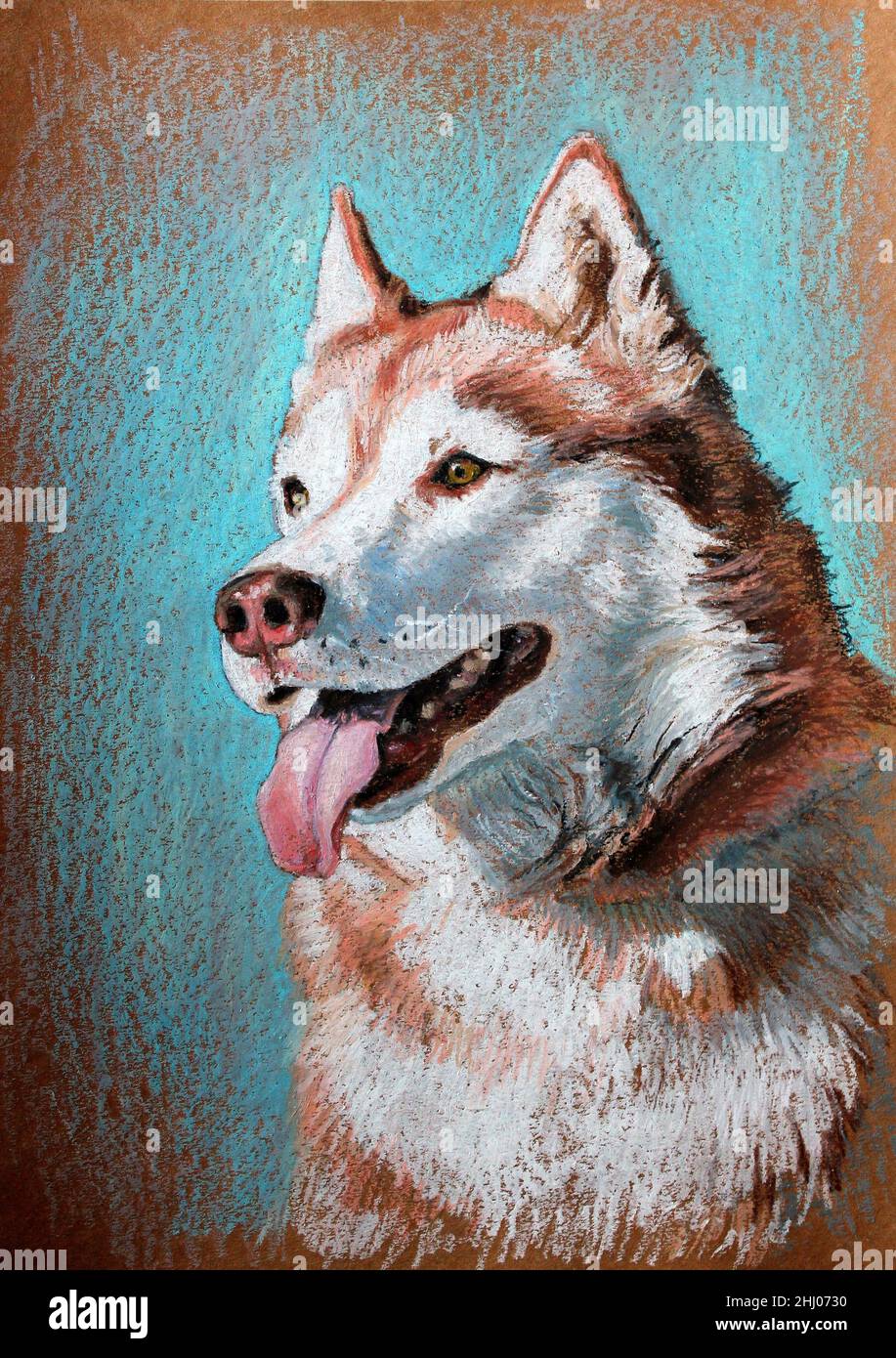 Portrait of a red siberian husky dog. Oil pastel. Drawing Stock Photo ...