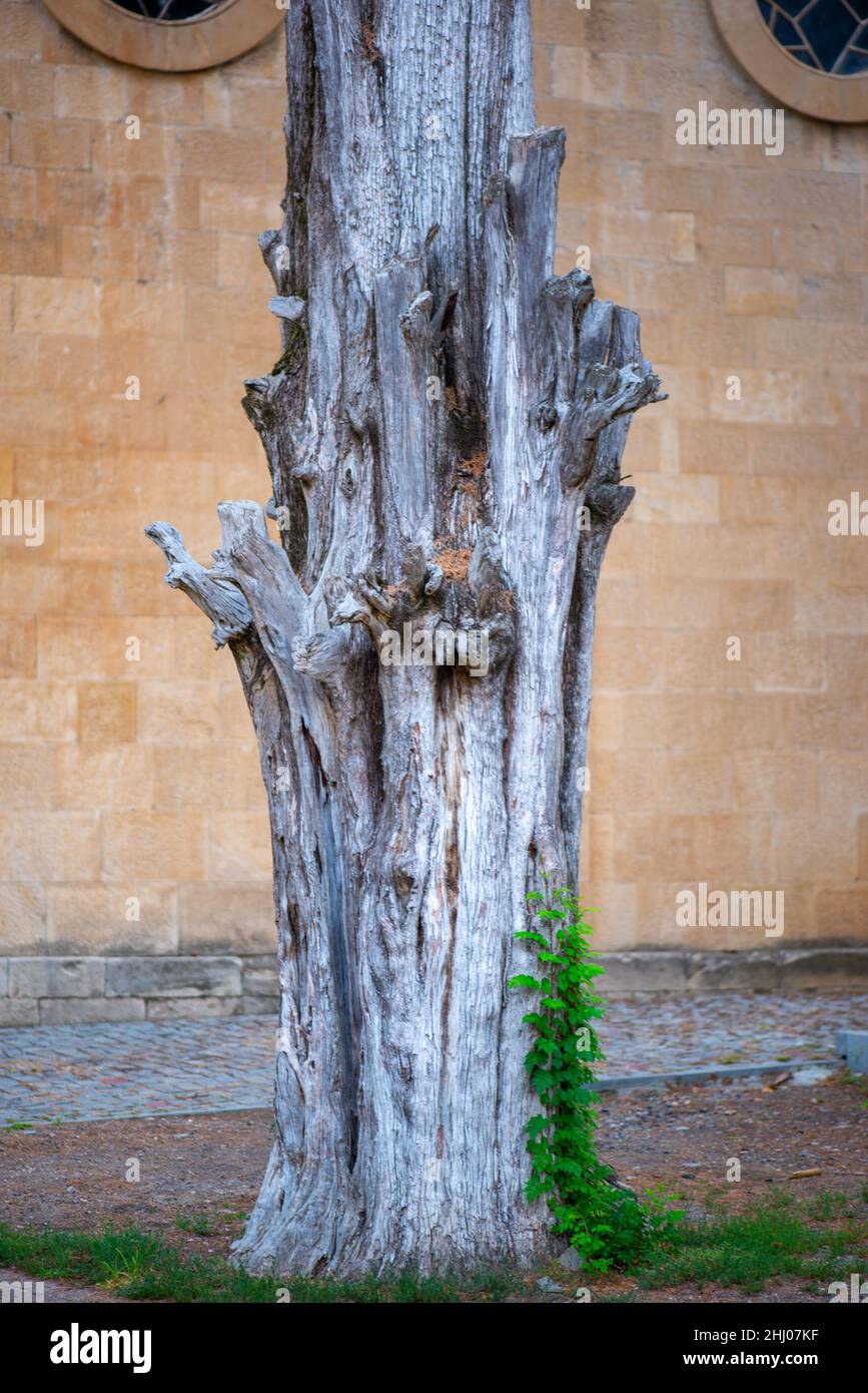 one old tree with a crooked trunk Stock Photo - Alamy
