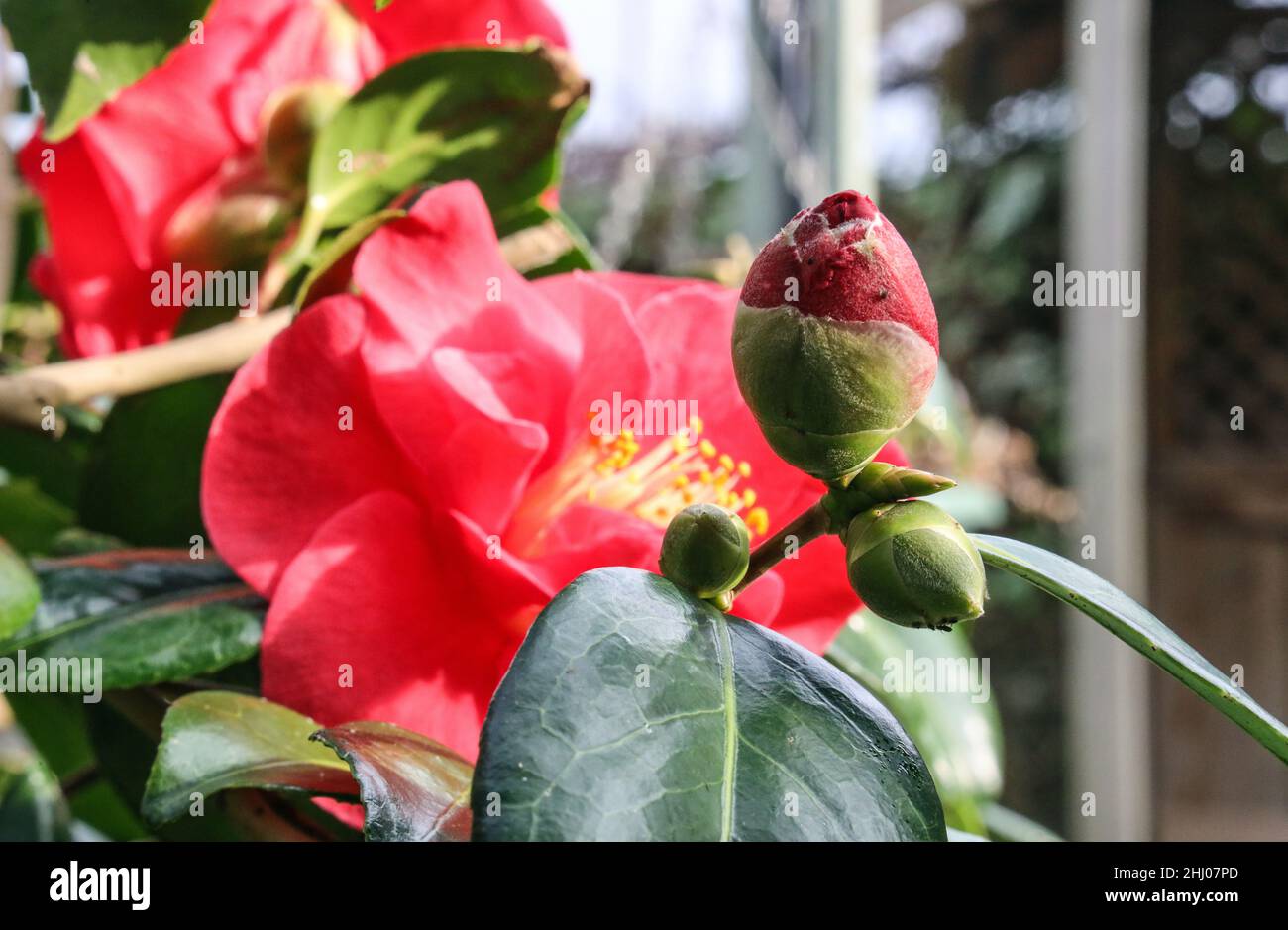 Camelia bush hi-res stock photography and images - Alamy