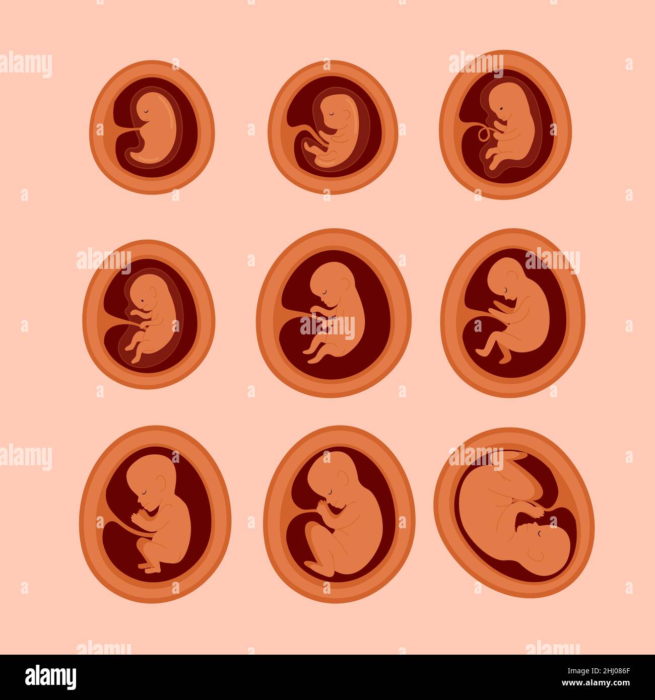 Hand drawn fetal development set Vector illustration Stock Vector Image & Art - Alamy