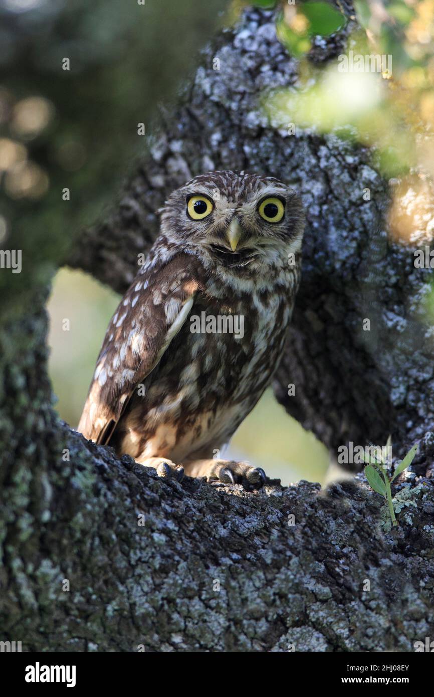 European little owl in tree hi-res stock photography and images - Alamy