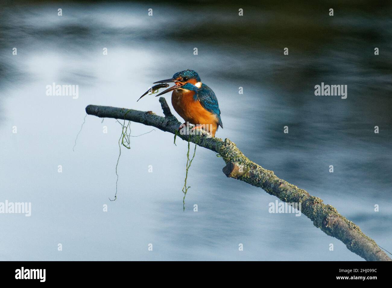 Kingfisher eating a fish. Alcedo atthis Stock Photo - Alamy