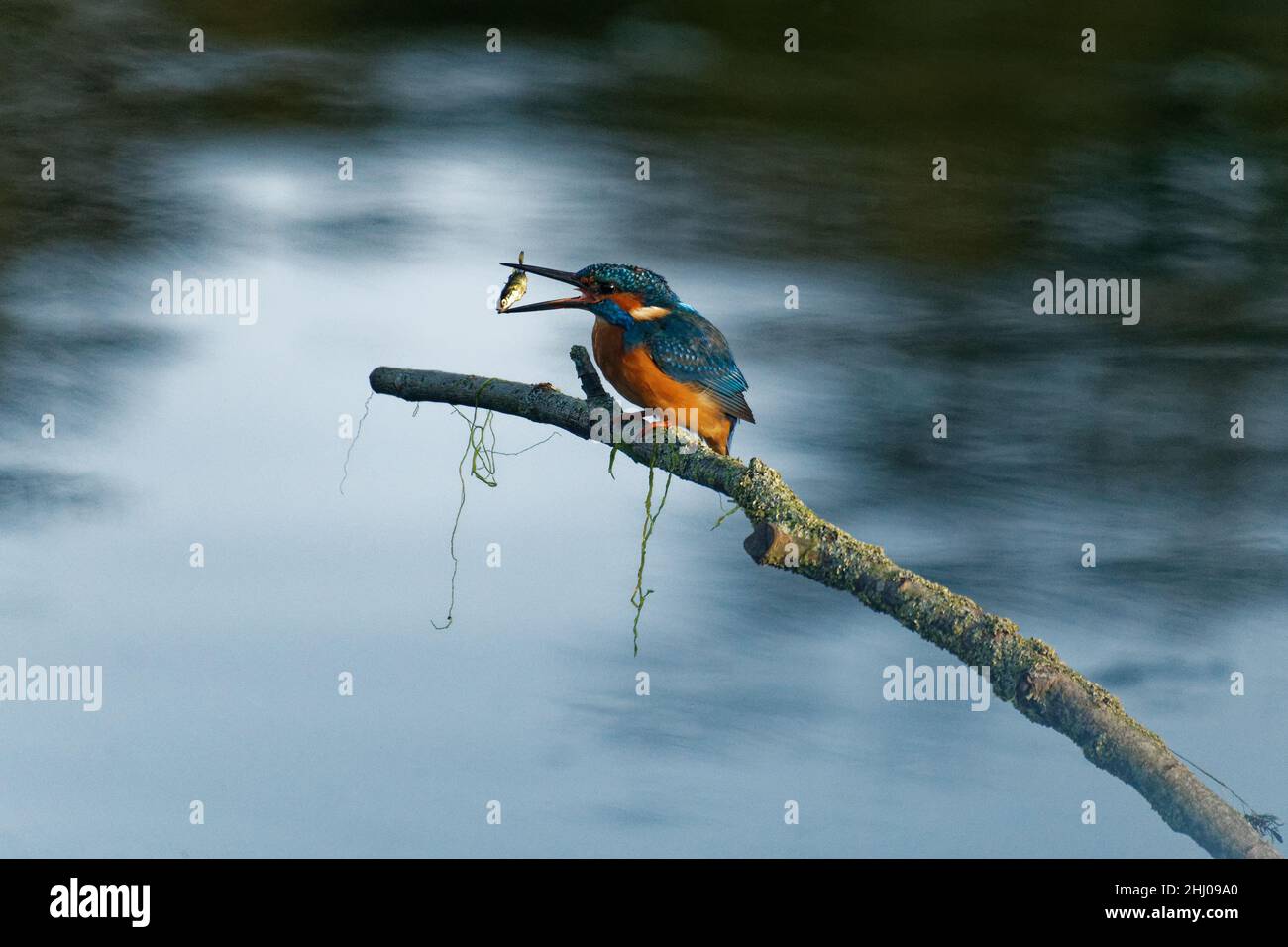 Kingfisher eating a fish. Alcedo atthis Stock Photo - Alamy