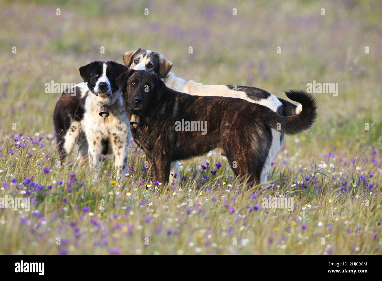 Working sheep dogs hi-res stock photography and images - Alamy