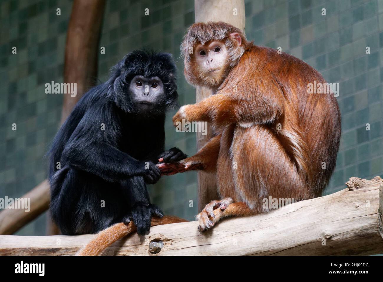 black and red furred monkeys holding hands Stock Photo - Alamy