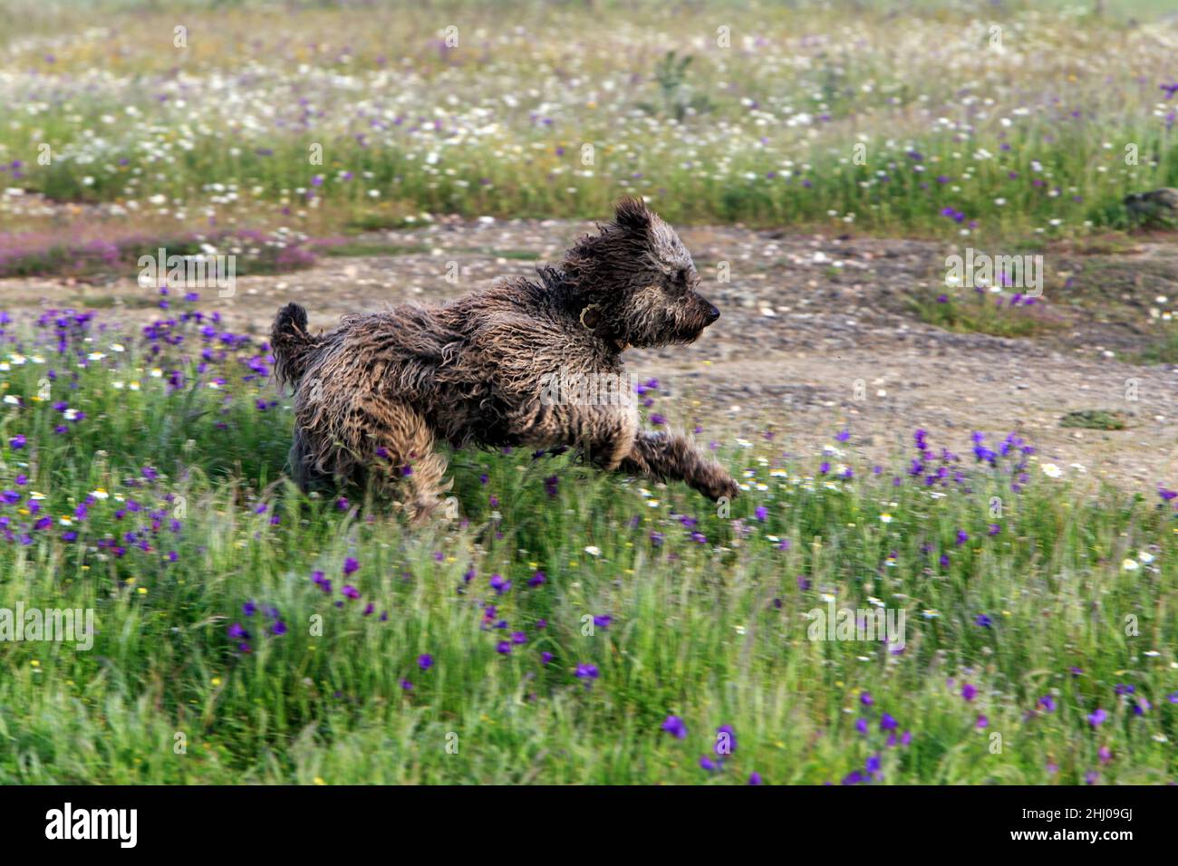 Portuguese sheep dog hi-res stock photography and images - Alamy
