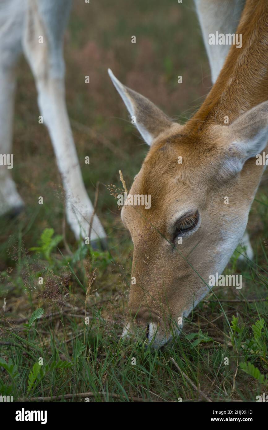Bambi deer hi-res stock photography and images - Alamy