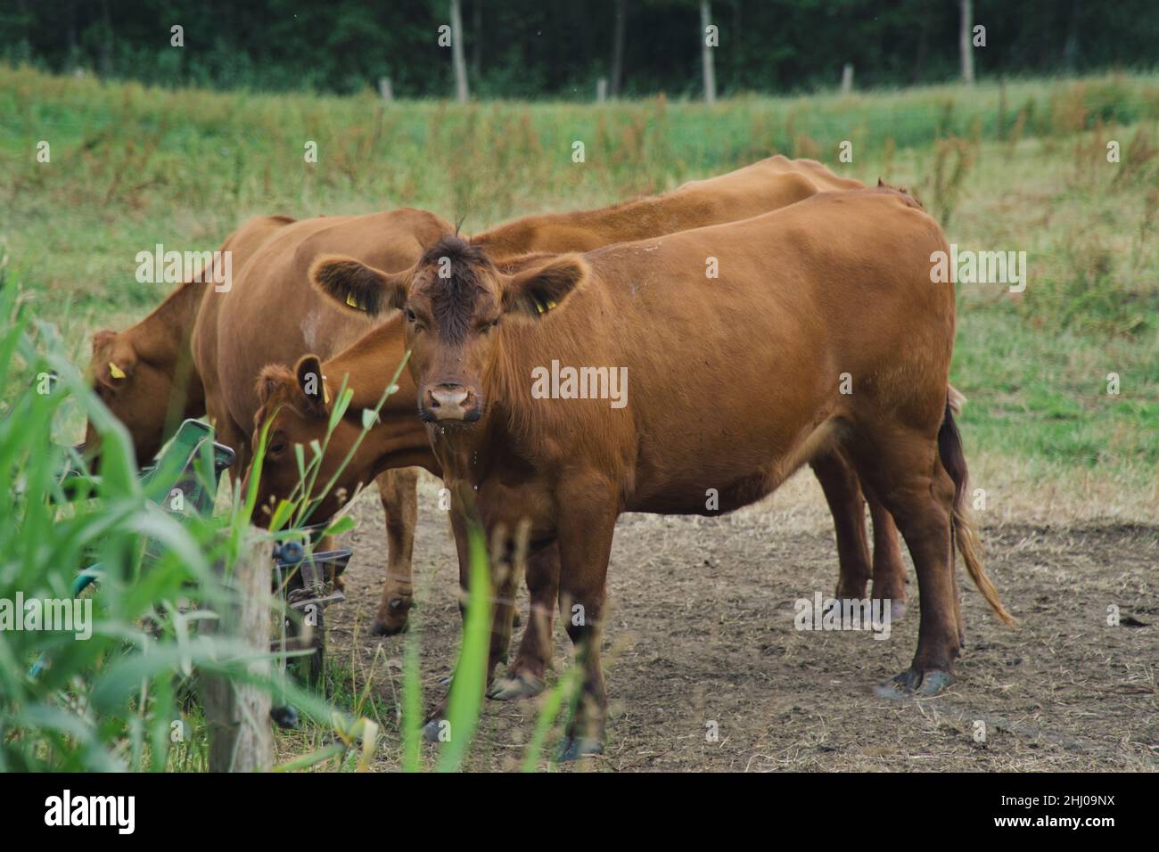 brown cows - cattle in germany Stock Photo - Alamy