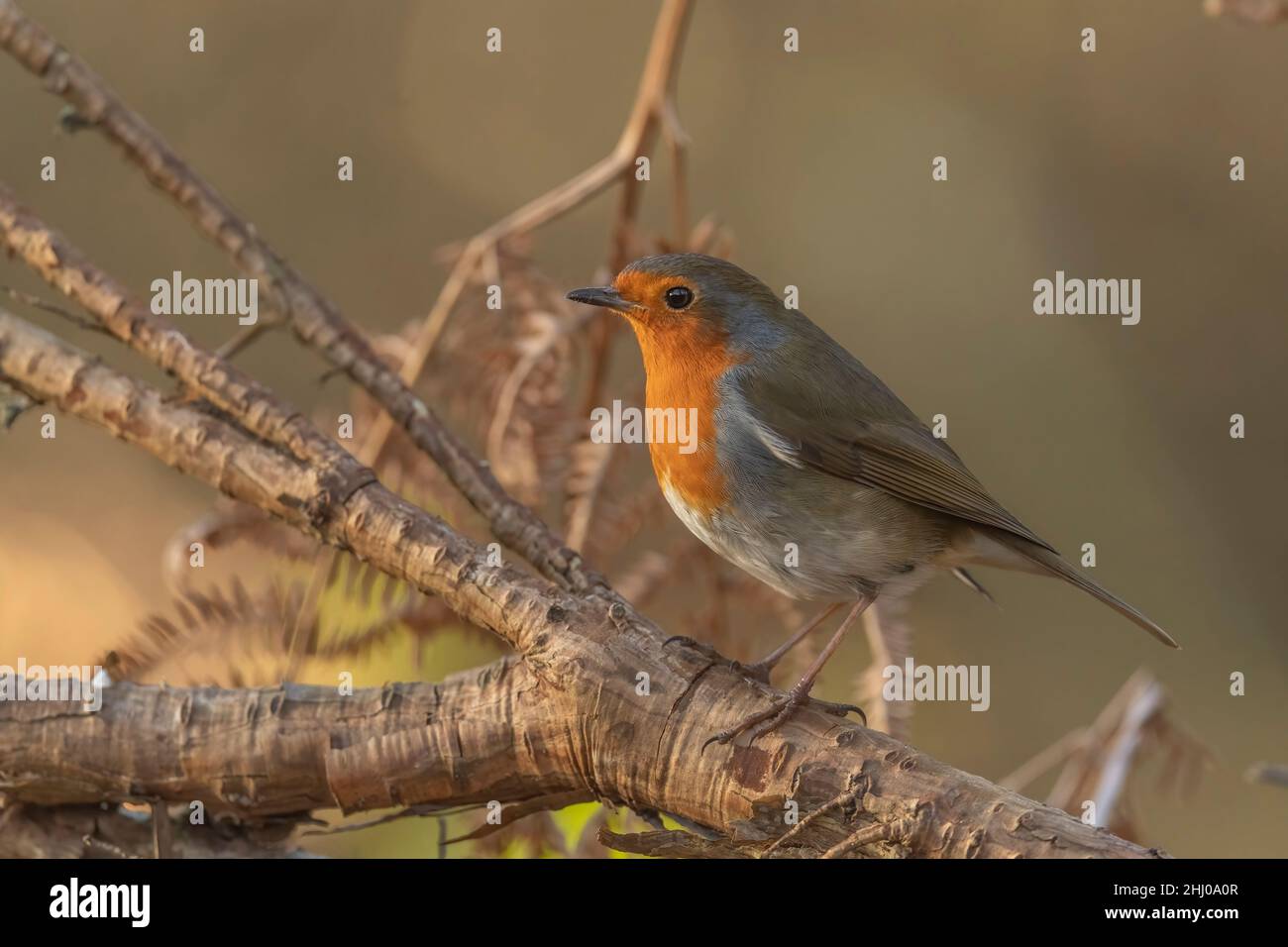 Robin tree branch hi-res stock photography and images - Alamy