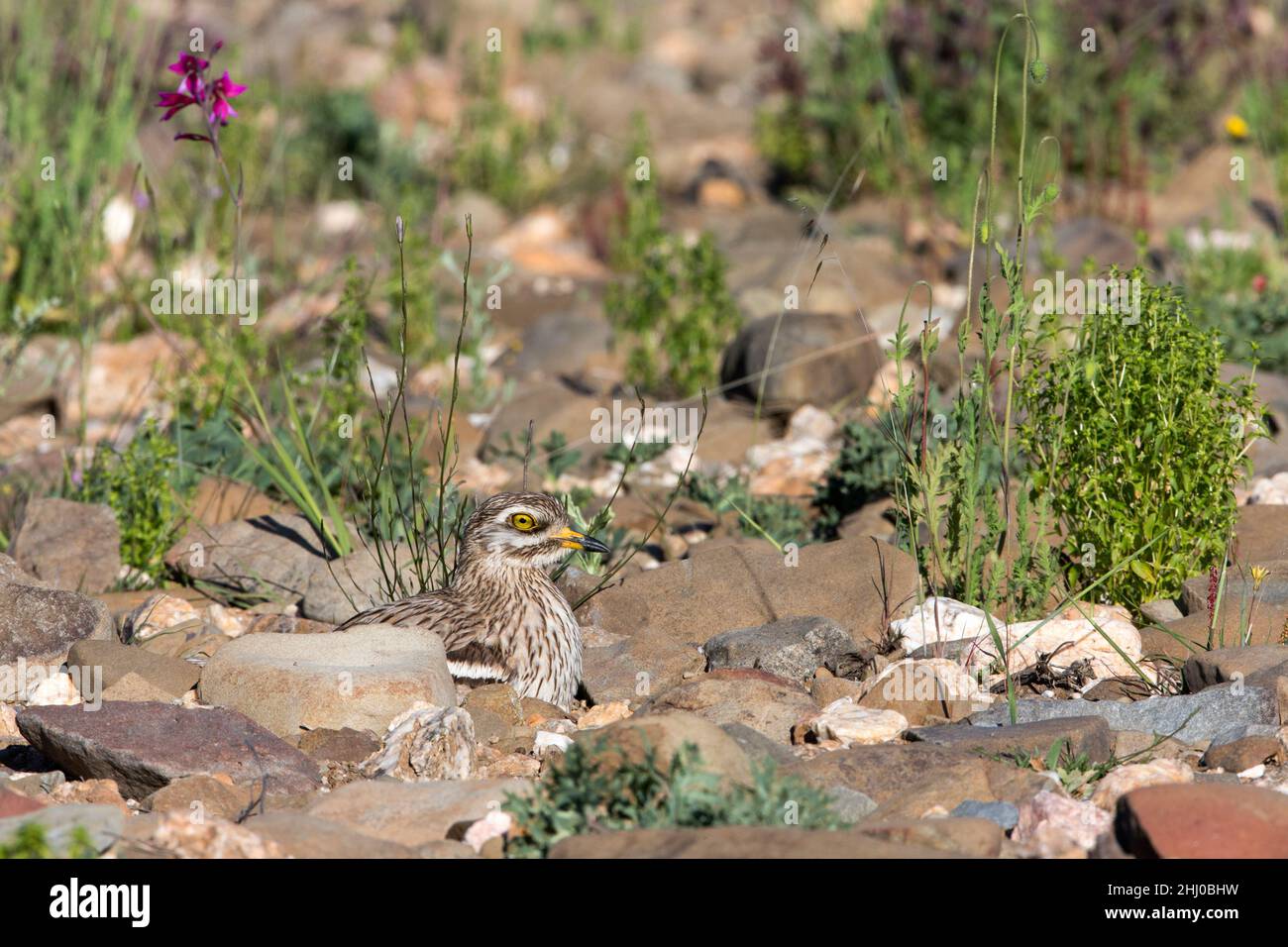 Stone Curlew, (Burhinus oedicnemus), sitting on nest, in typical ...
