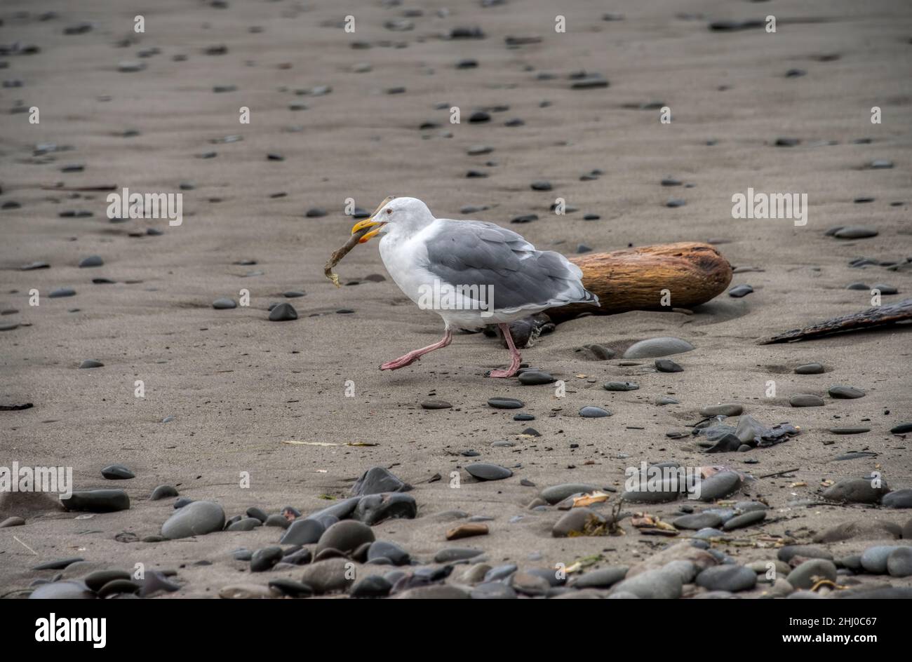 Seagull Hard At Work Carrying Twig on Rocky Beach Stock Photo - Alamy