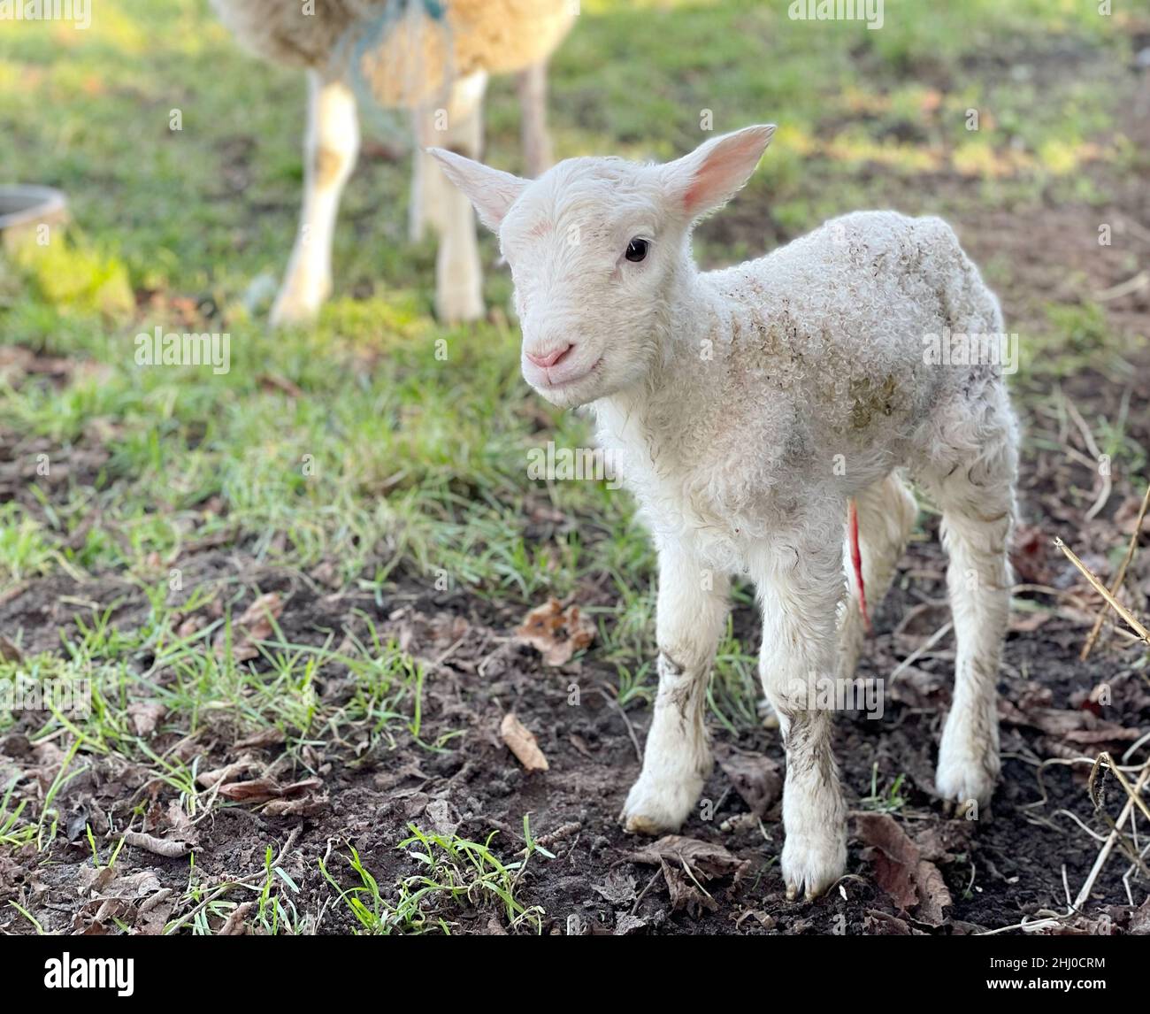 baby lamb on a farm Stock Photo - Alamy