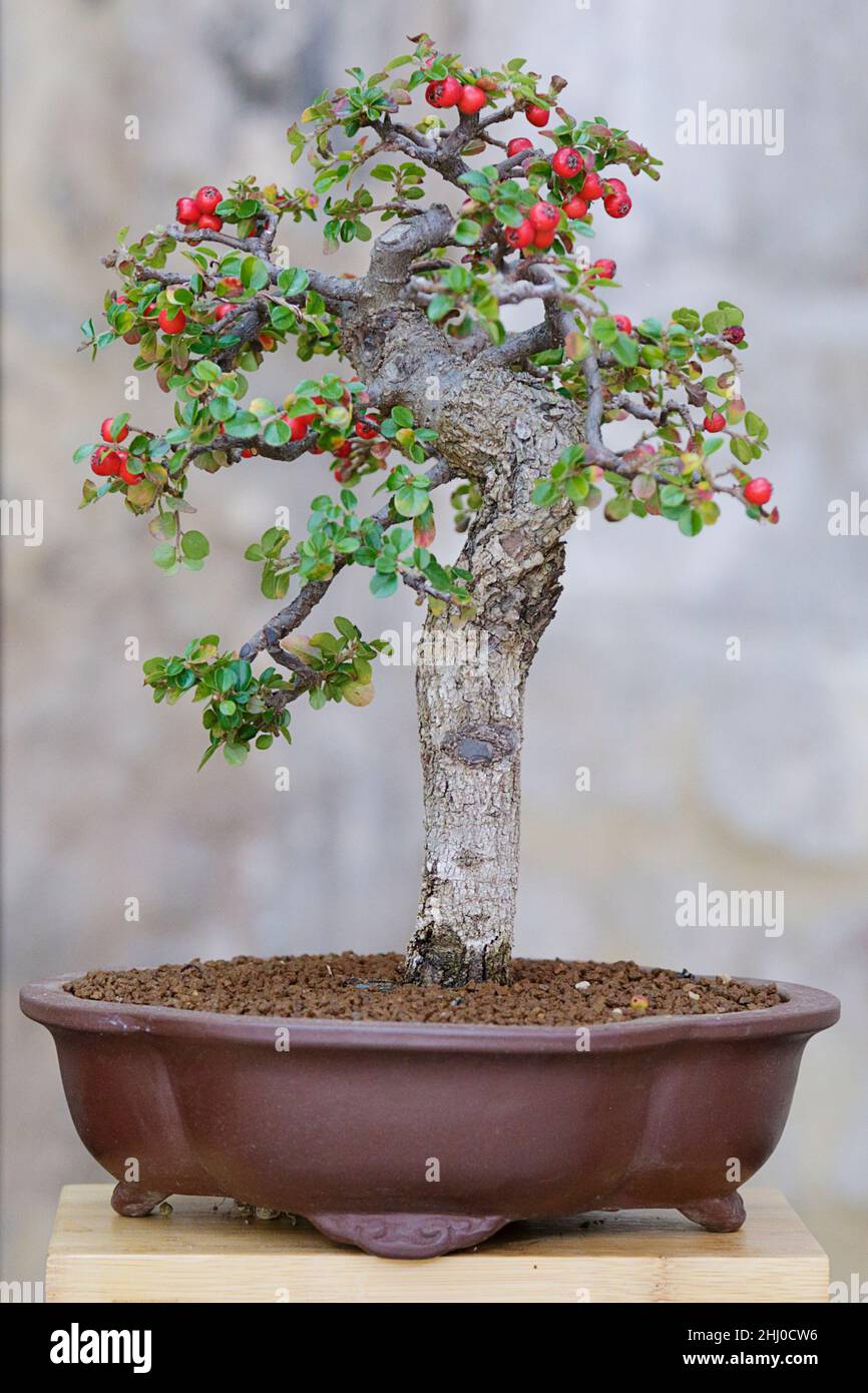 Cotoneaster bonsai hi-res stock photography and images - Alamy