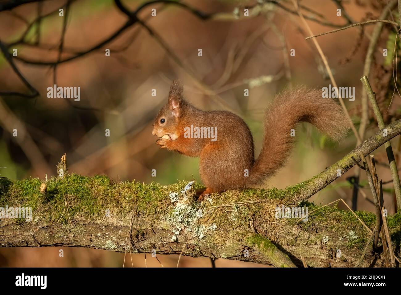 Side view of squirrel hi-res stock photography and images - Alamy