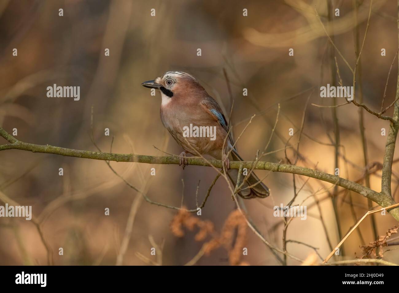 Side view of a jay perched on a branch close up in a forest in Scotland ...