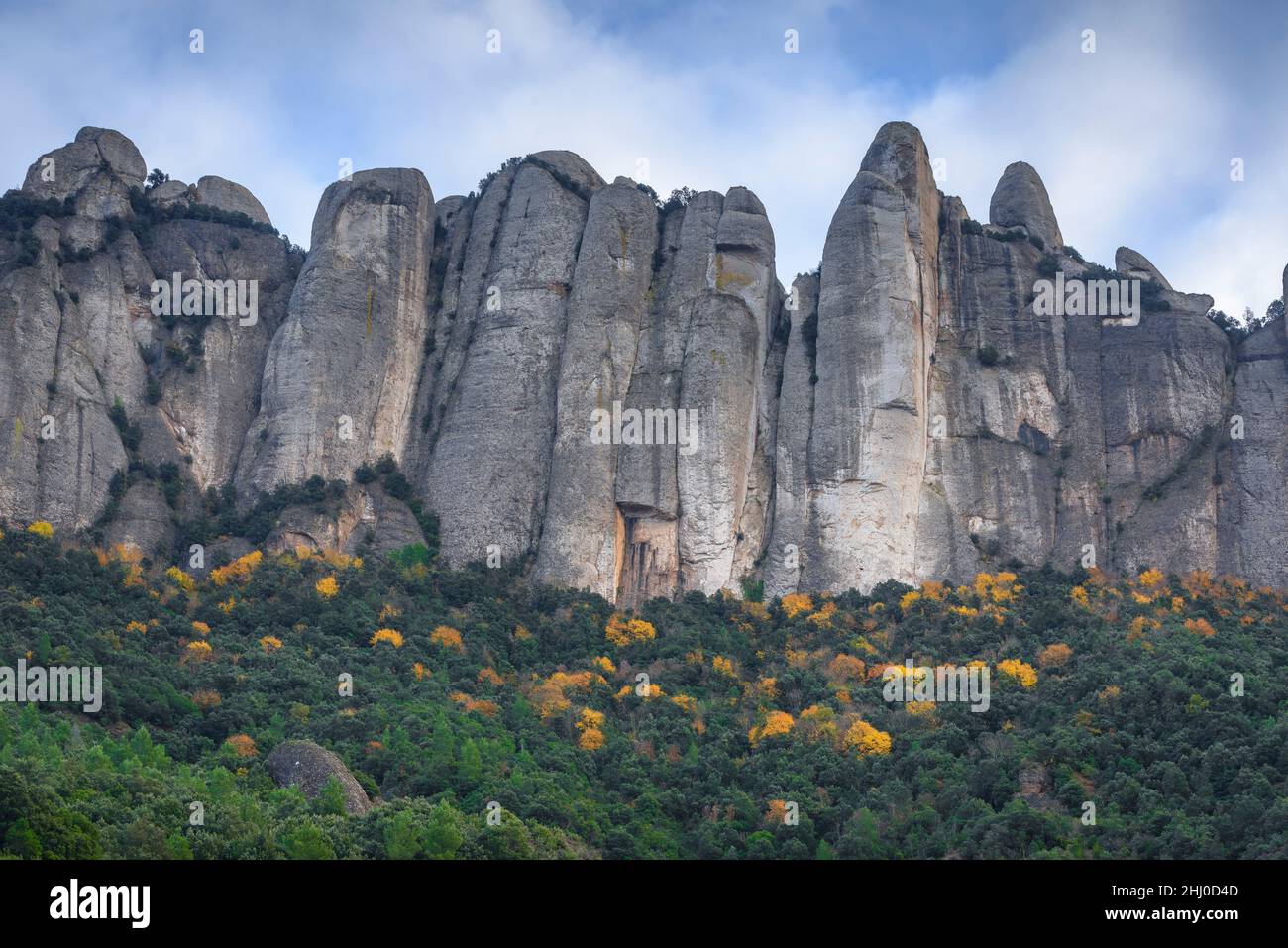 Cara de bosque hi-res stock photography and images - Alamy