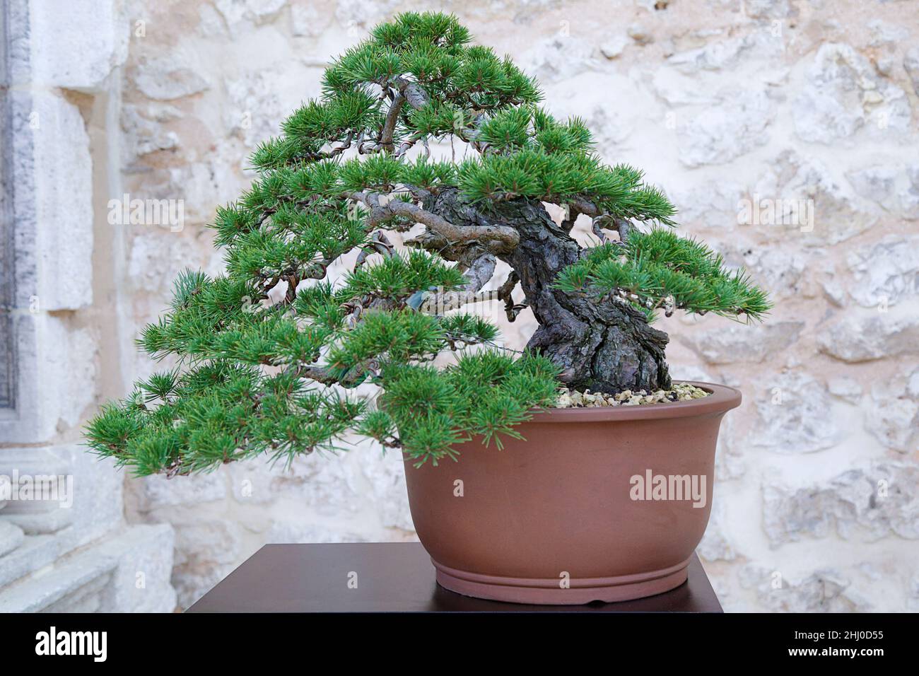 Pinus sylvestris bonsai tree against a stone wall Stock Photo - Alamy
