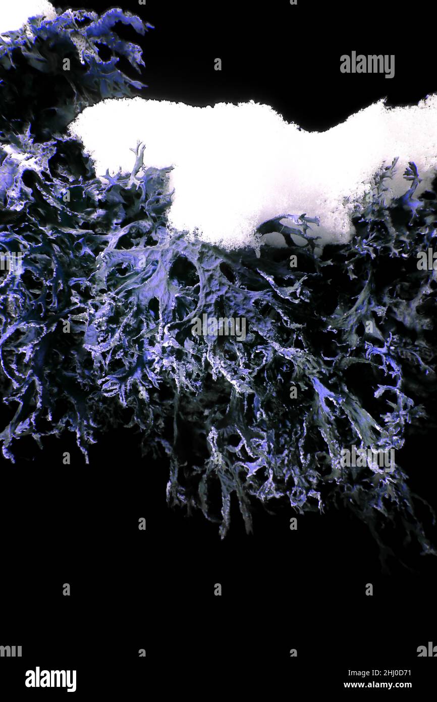 Uv lichen hi-res stock photography and images - Alamy
