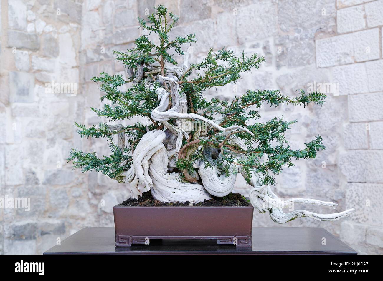 Cypress bonsai tree hi-res stock photography and images - Alamy