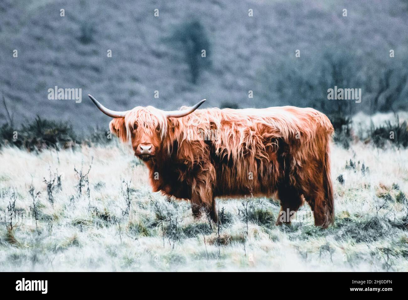 Hairy cows hi-res stock photography and images - Alamy