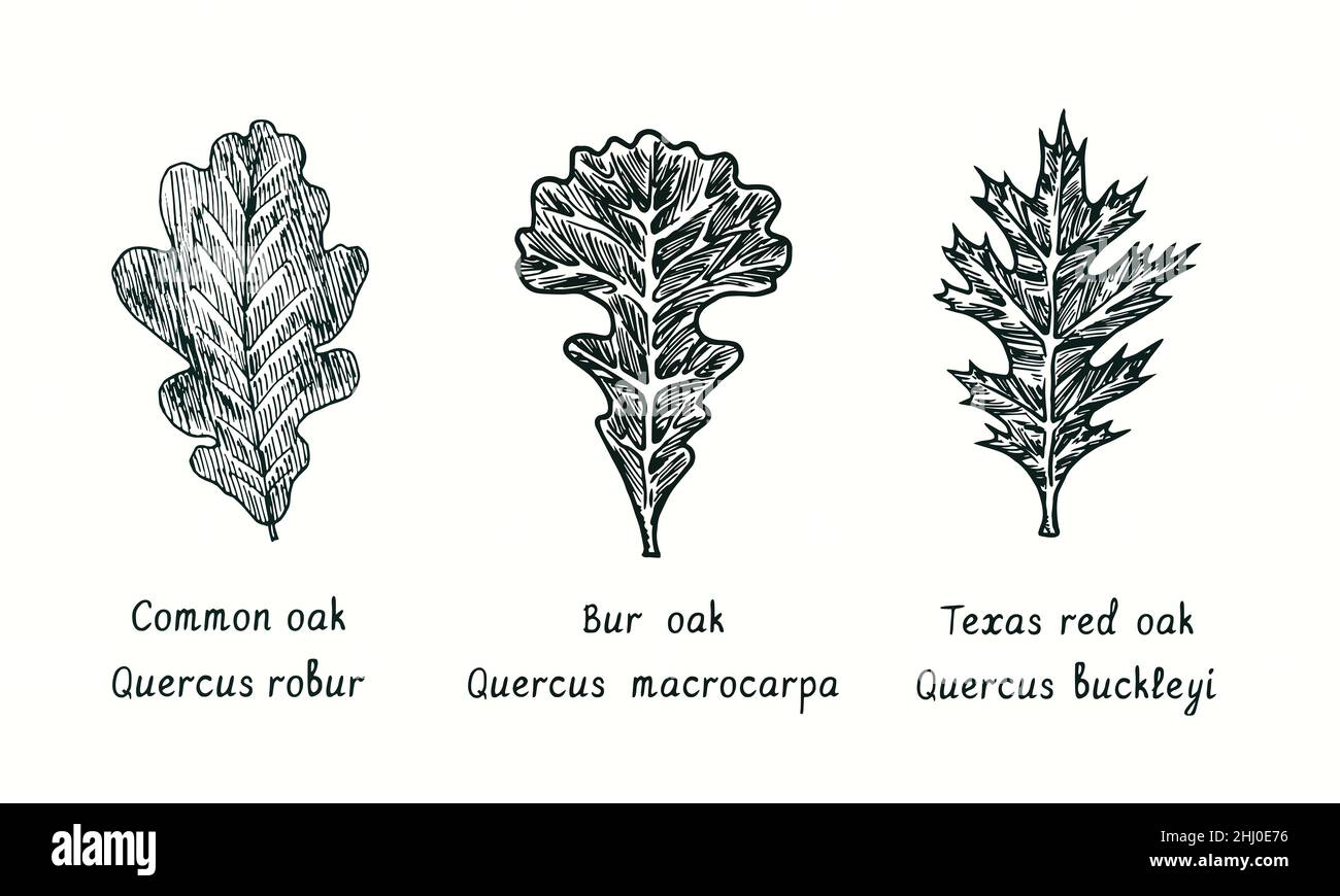 Common oak, Bur oak (Quercus macrocarpa) and Texas Red Oak (Quercus ...