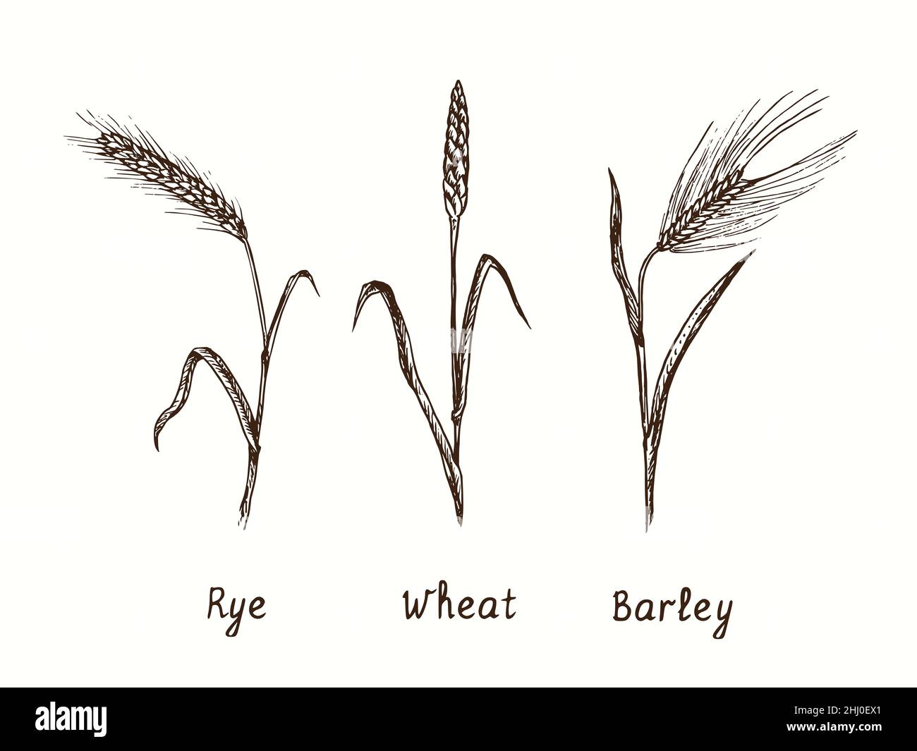 Cereals collection. Rye, wheat and barley plant. Ink black and white ...