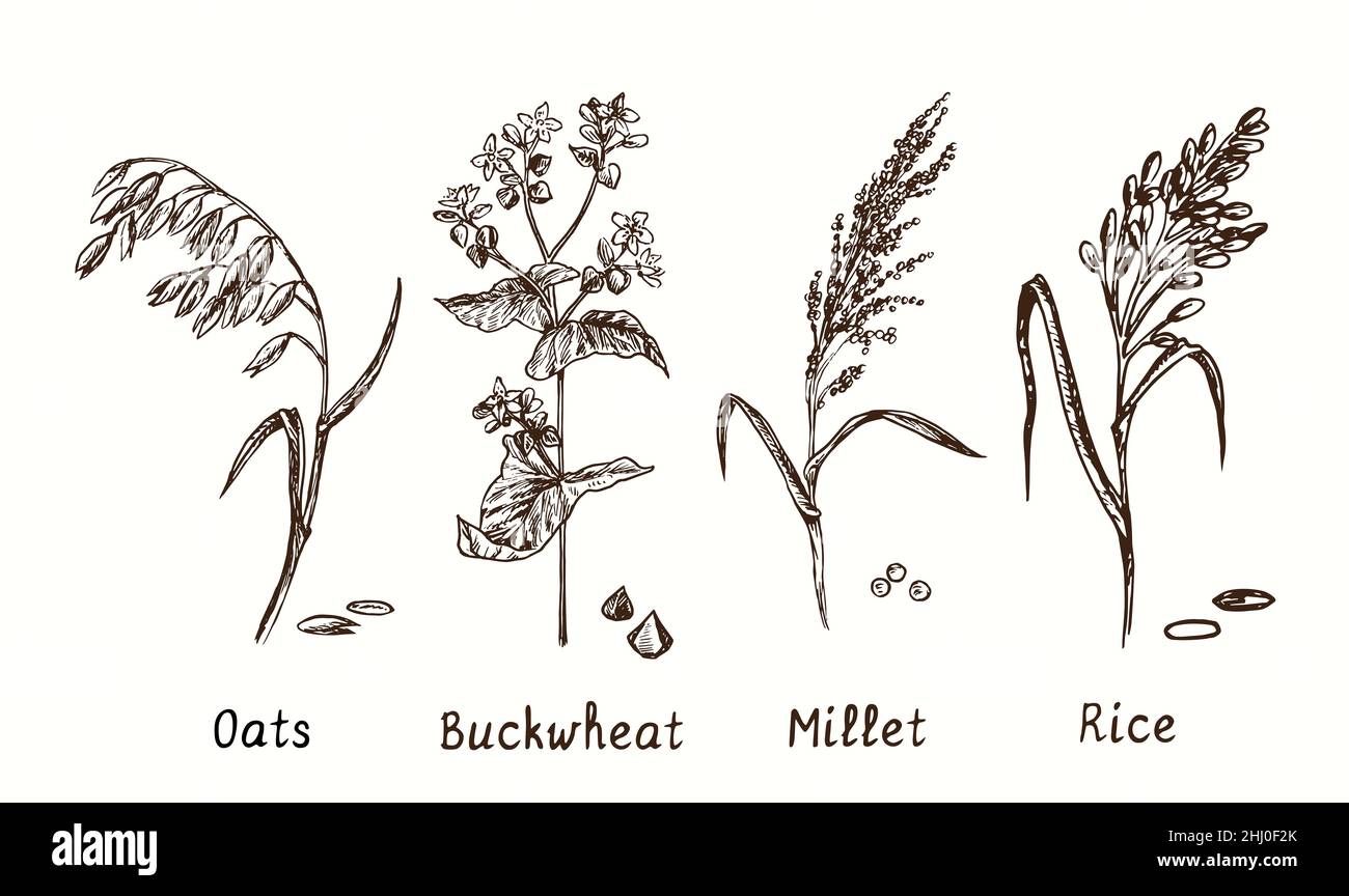 Cereals collection. Oats, buckwheat, millet and rice plant. Ink black ...