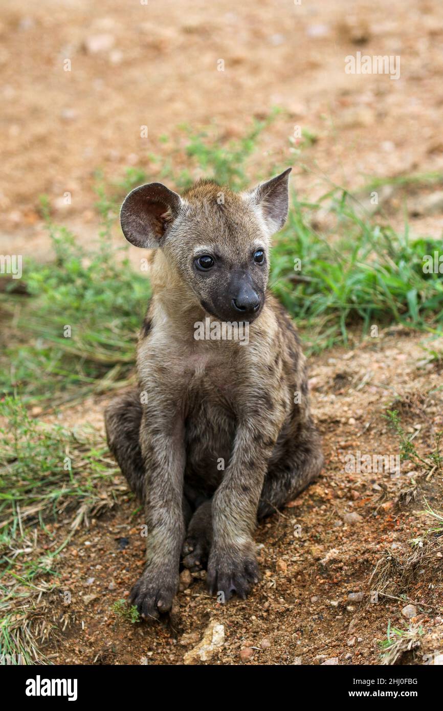 Young Spotted Hyena in the Kruger National Park Stock Photo - Alamy