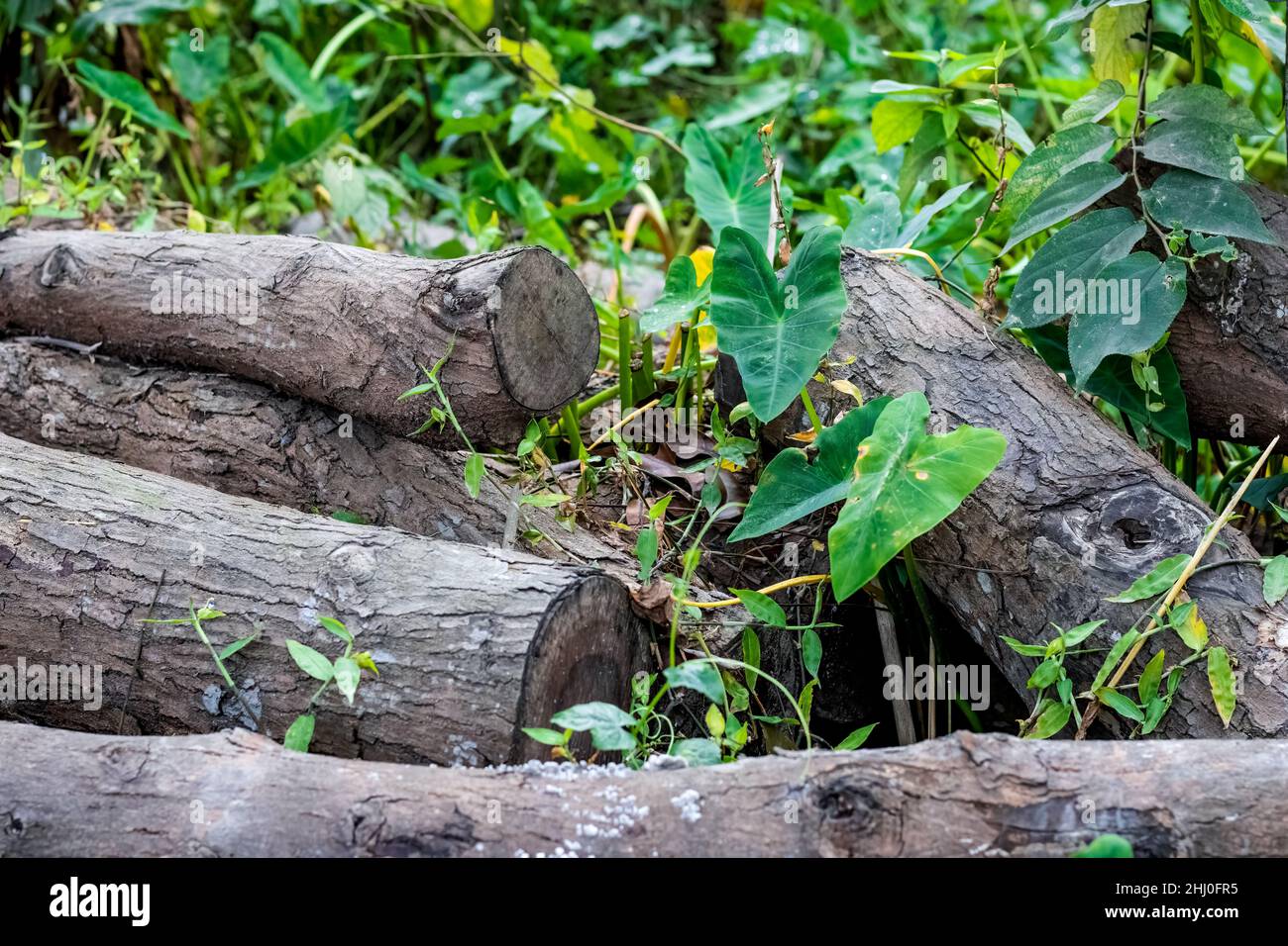 A pile of sliced tree stumps stocked for saw in the jungle close up ...